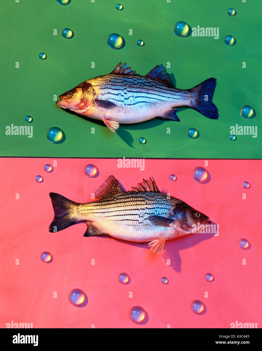 Two fish facing hi-res stock photography and images - Alamy