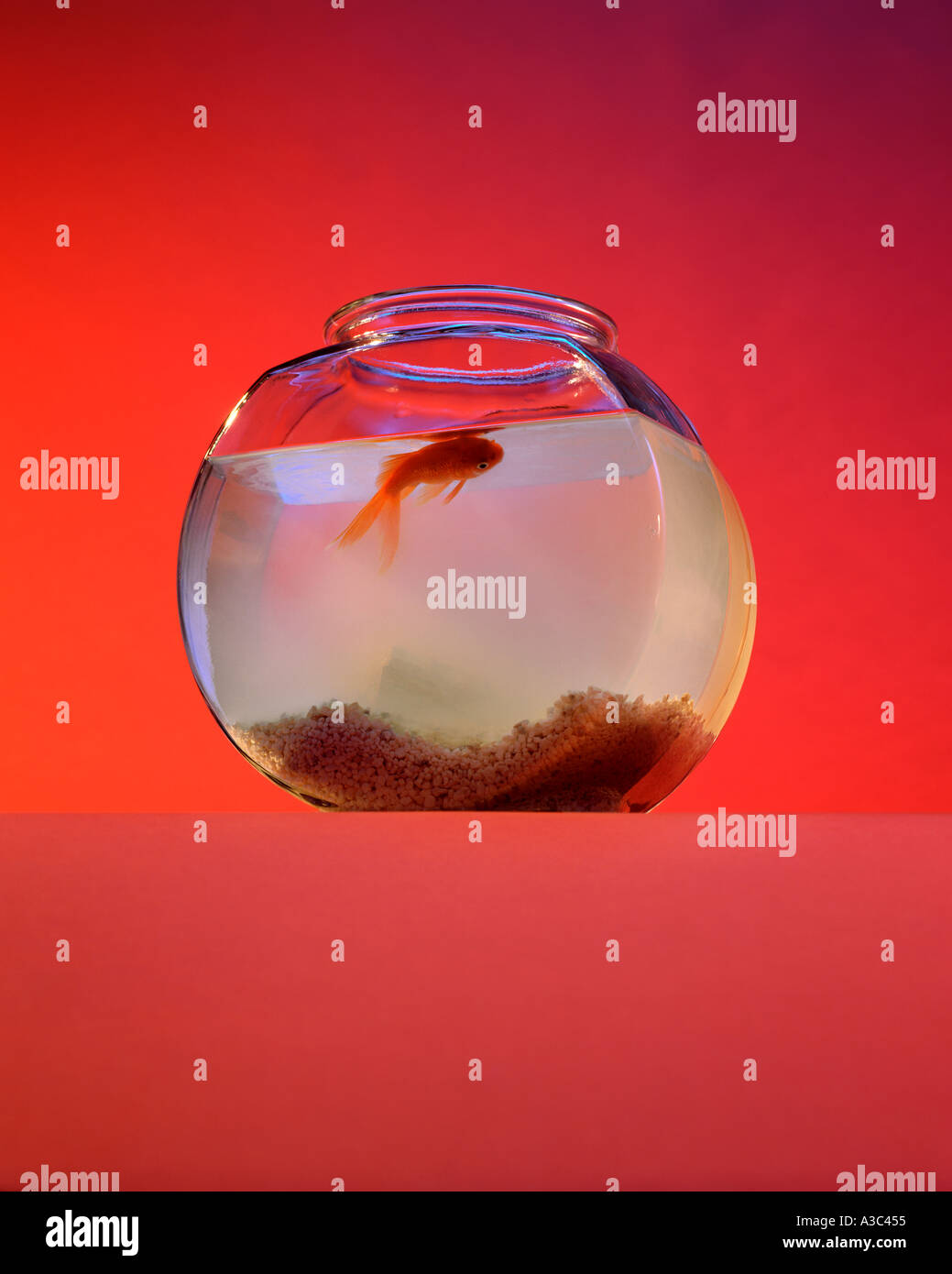 Dead Goldfish Floating