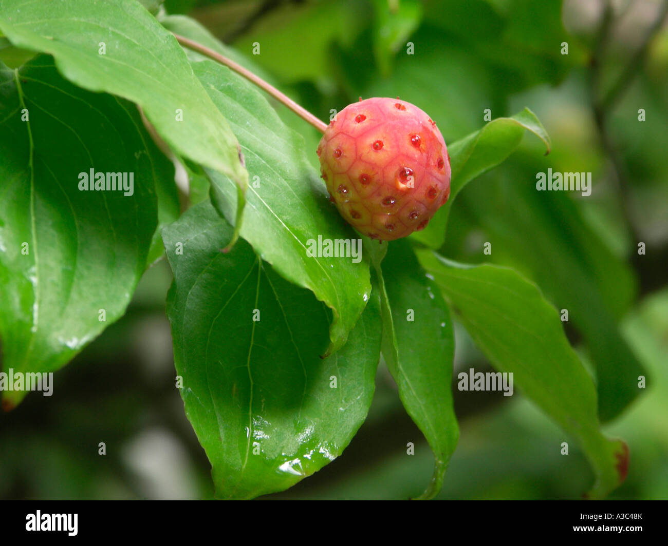 Chinese Dogwood Cornus kousa Stock Photo - Alamy