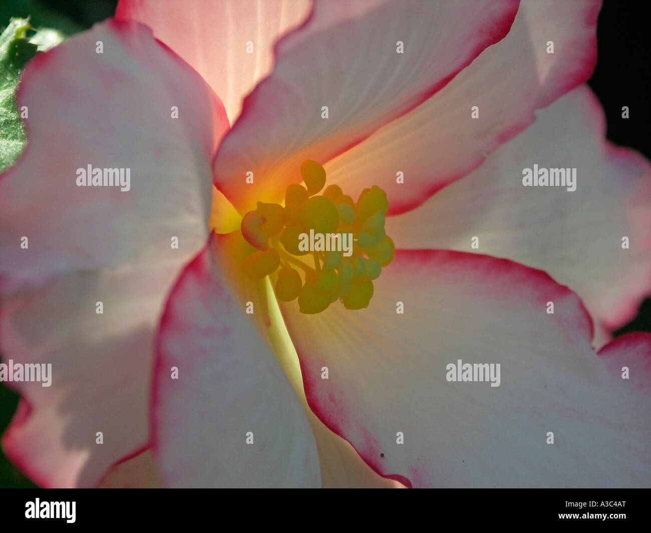 Tuberous tuber hi-res stock photography and images - Alamy