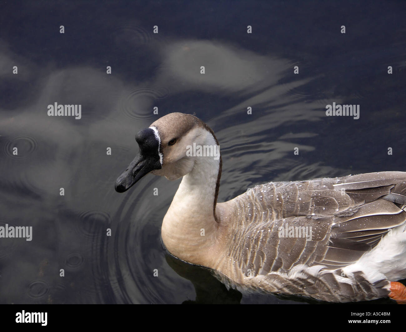 Brown chinese goose hi-res stock photography and images - Alamy