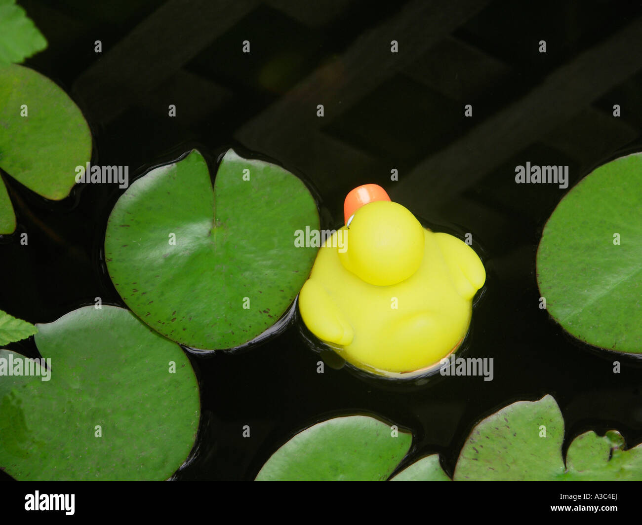 Rubber ducky humor hi-res stock photography and images - Alamy