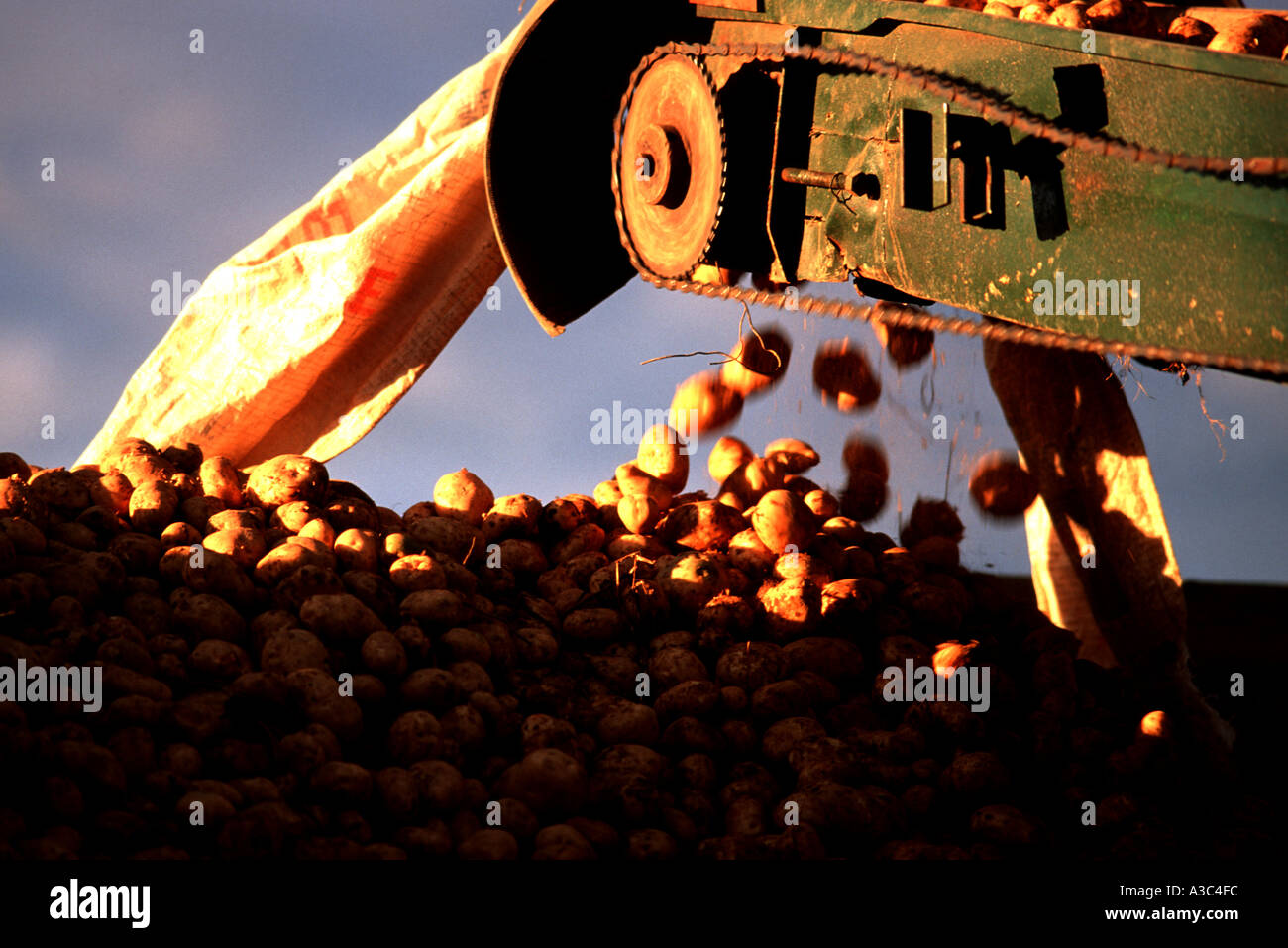 Potato harvest conveyor belt hi-res stock photography and images - Alamy