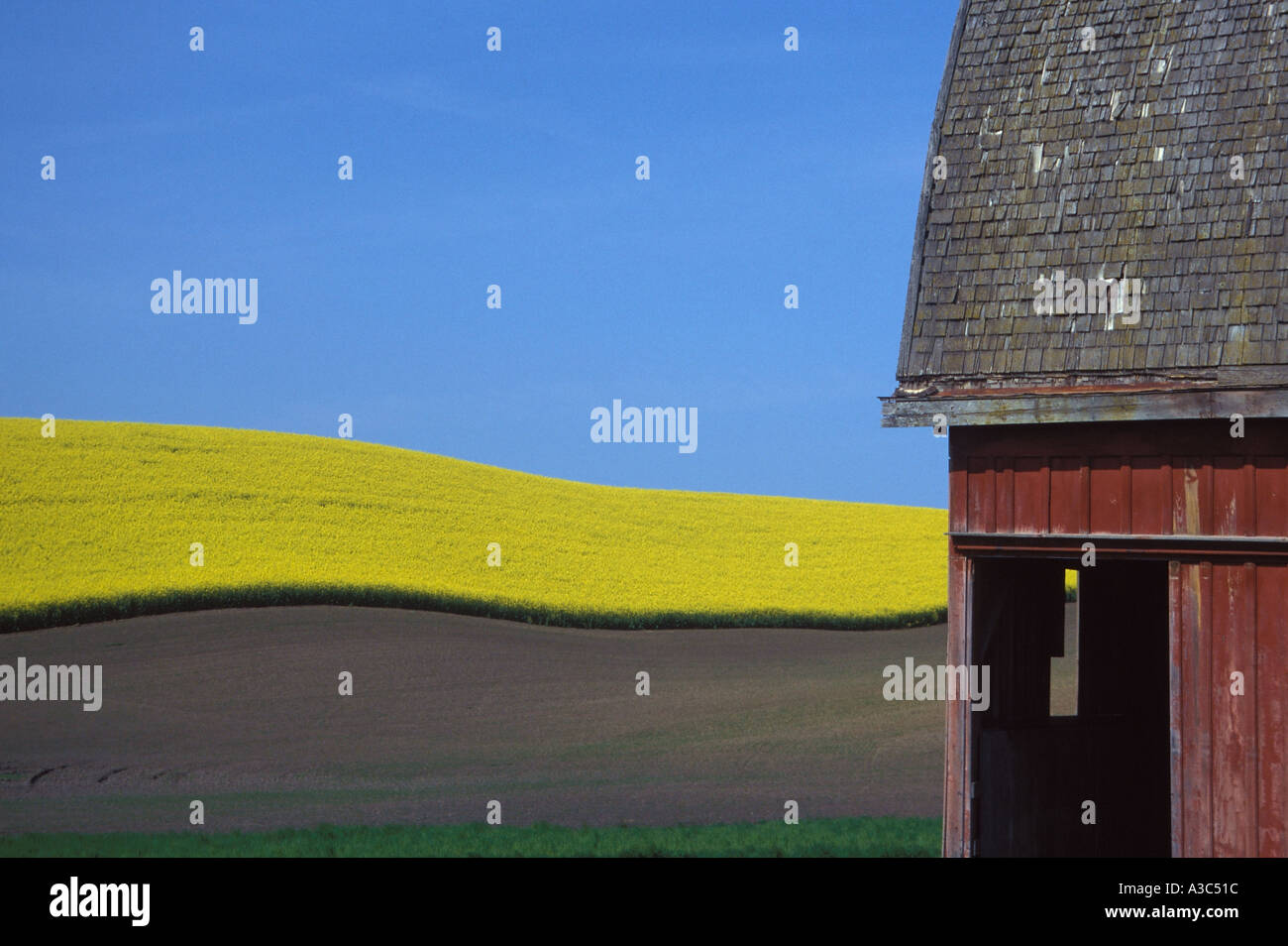Red barn and canolla field Stock Photo - Alamy