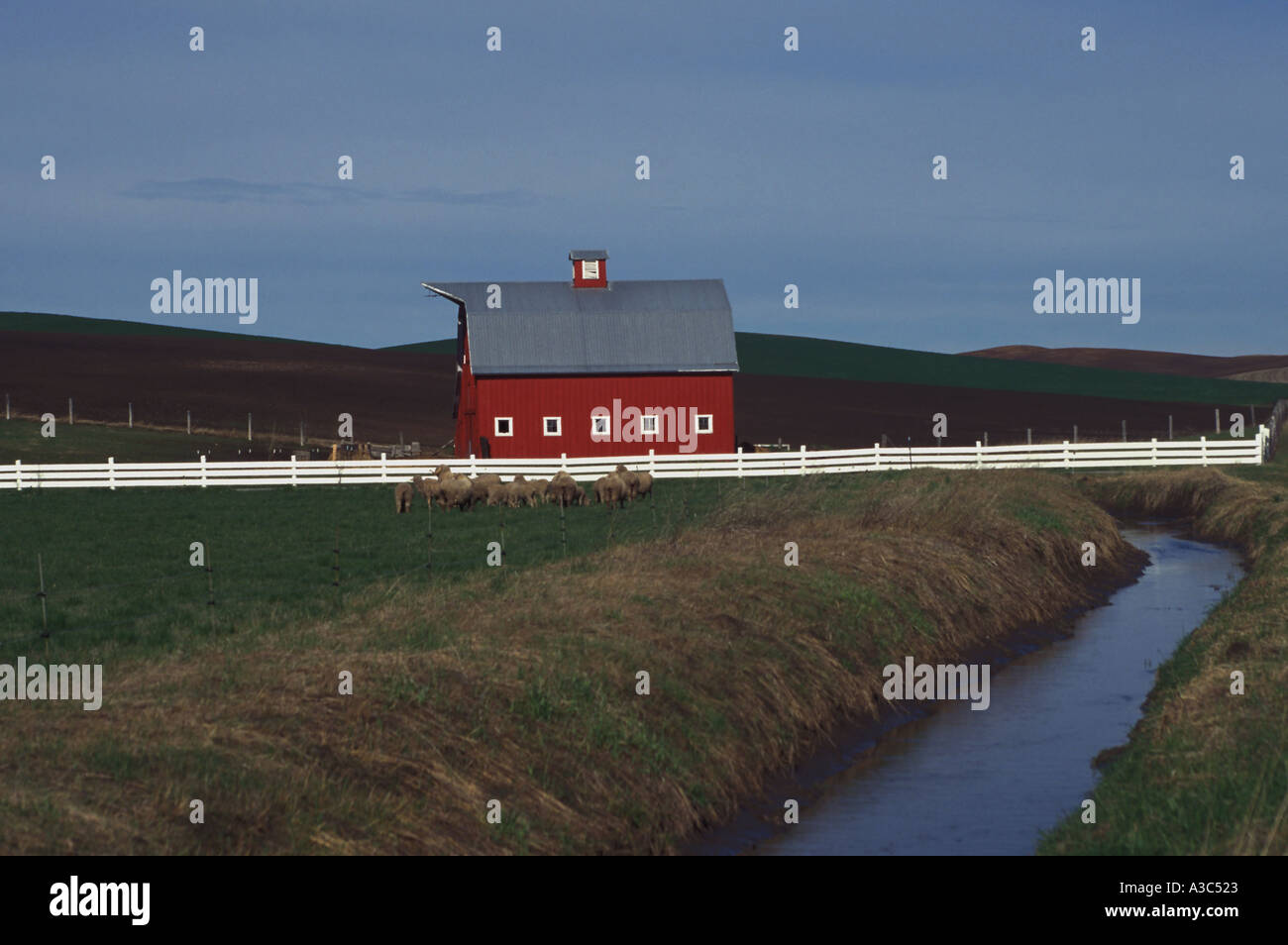 Red barn with sheep Stock Photo - Alamy