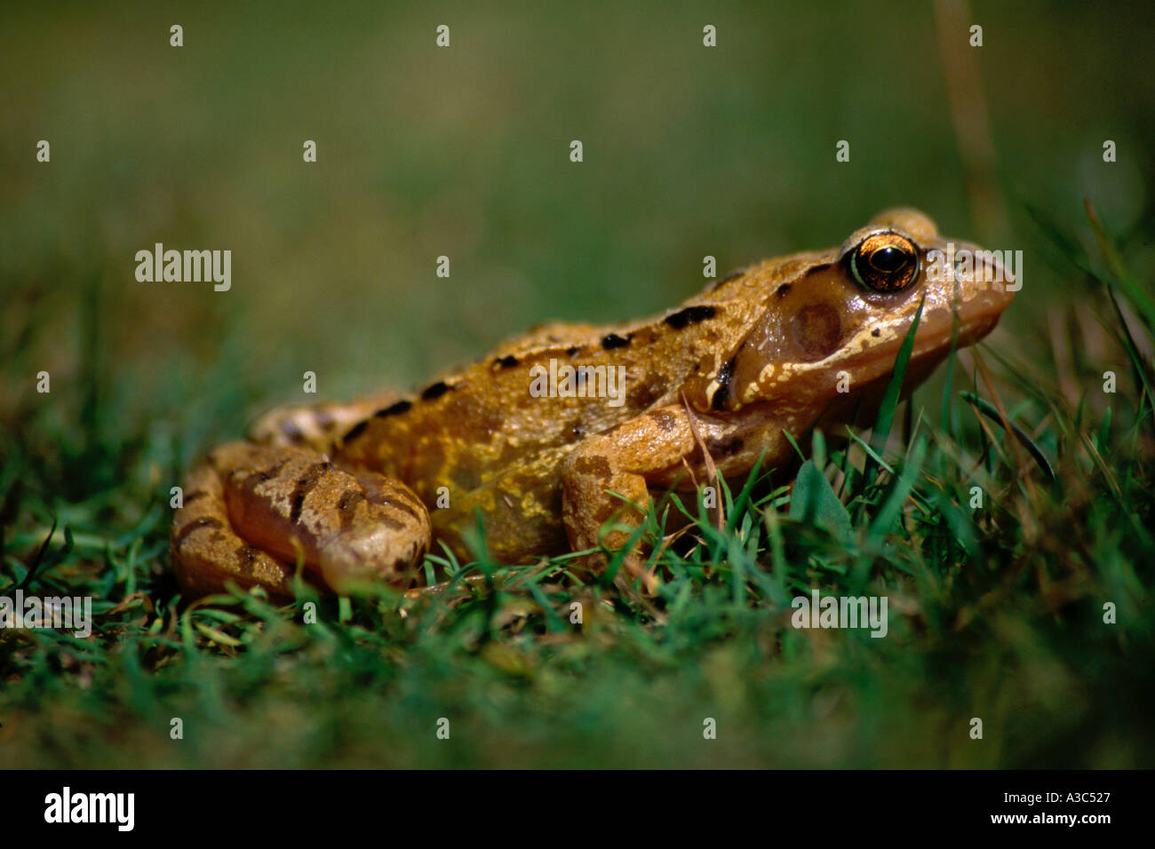 Common Frog Rana Temporaria Stock Photo - Alamy