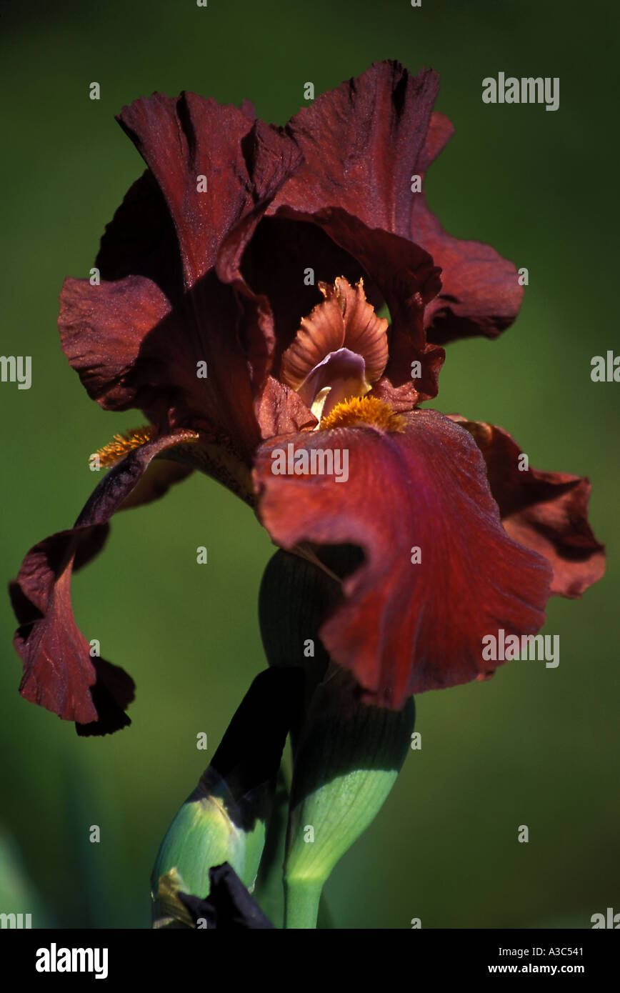 Red Bearded Iris Stock Photo - Alamy