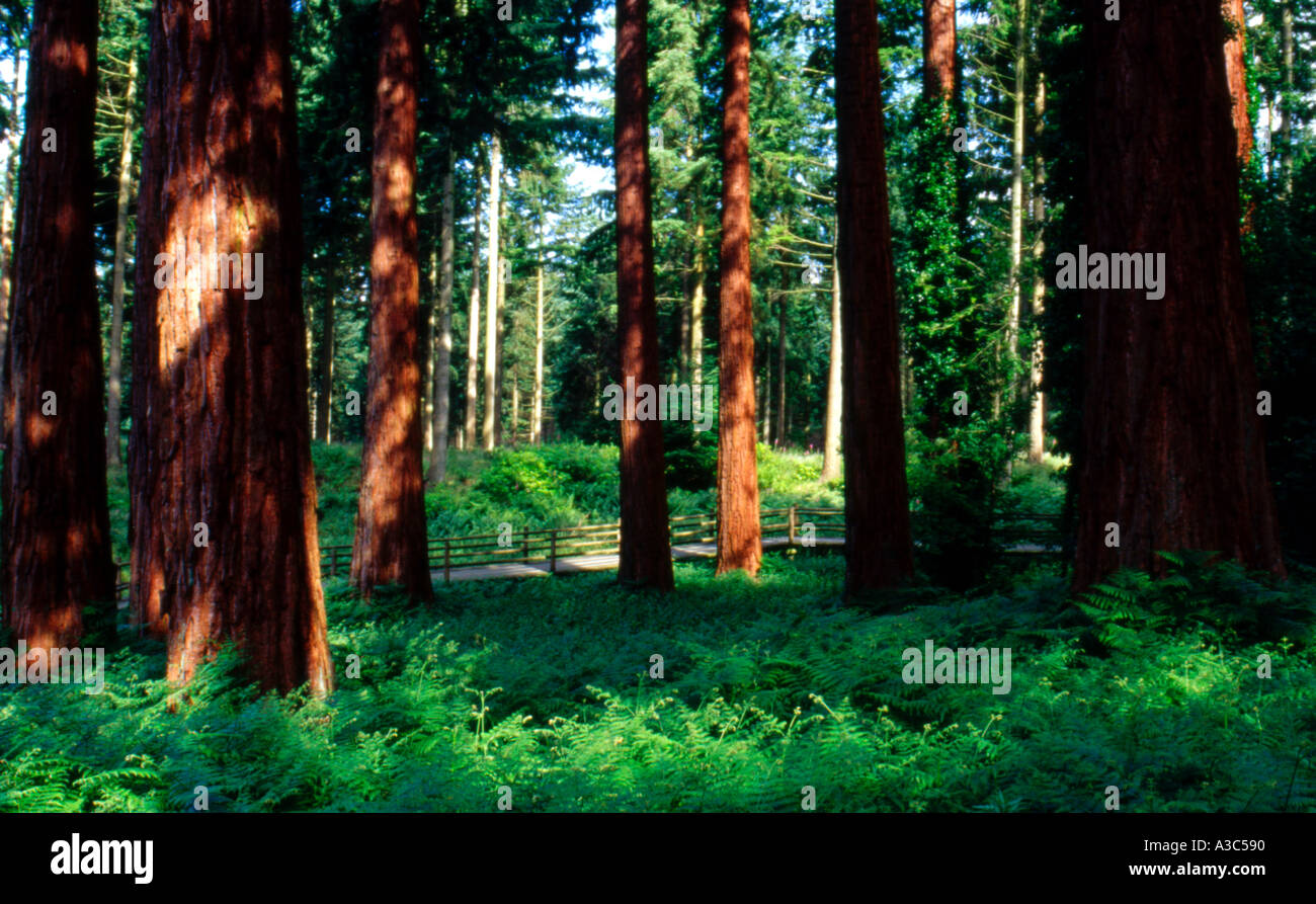 Giant Redwoods Sequoiadendron giganteum giant sequoia Stock Photo - Alamy