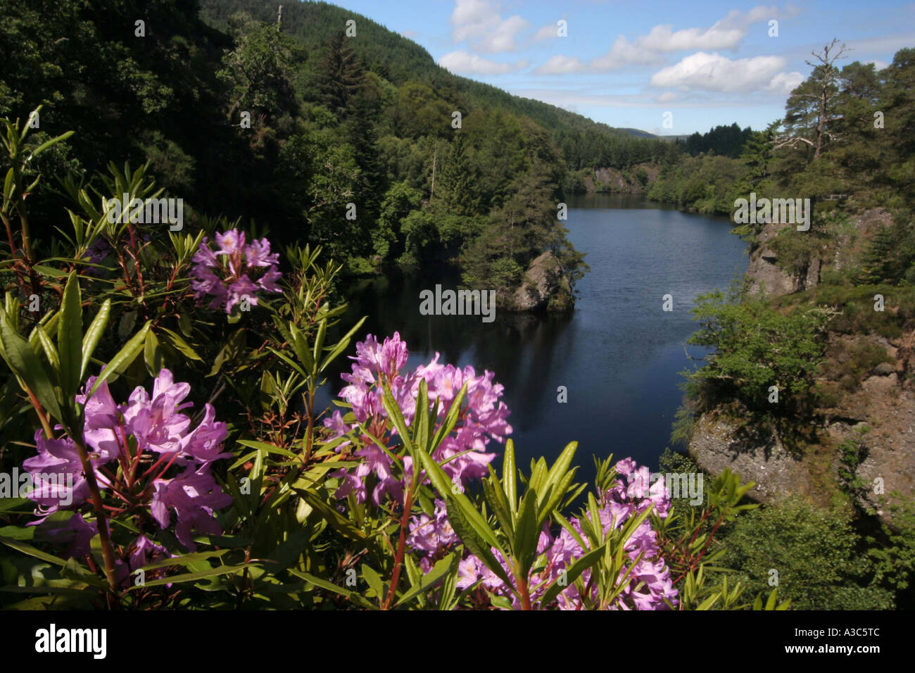 Scotland - Highlands rhodedendron bloom on eilean eigas near Beauly ...