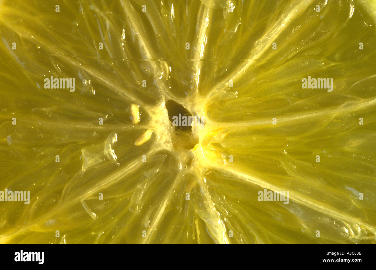 Close up of cut Lemon showing radial pattern of segments Stock Photo ...