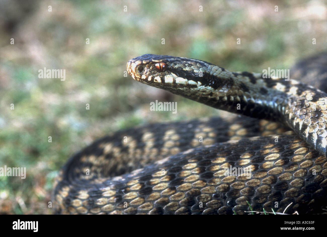 ADDER or VIPER Vipera berus female Stock Photo - Alamy