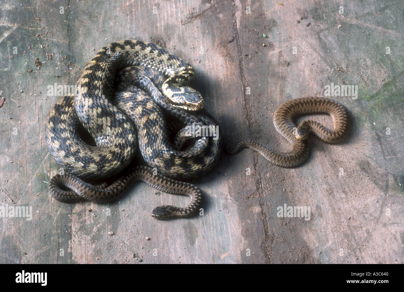 ADDER or VIPER Vipera berus female Stock Photo - Alamy