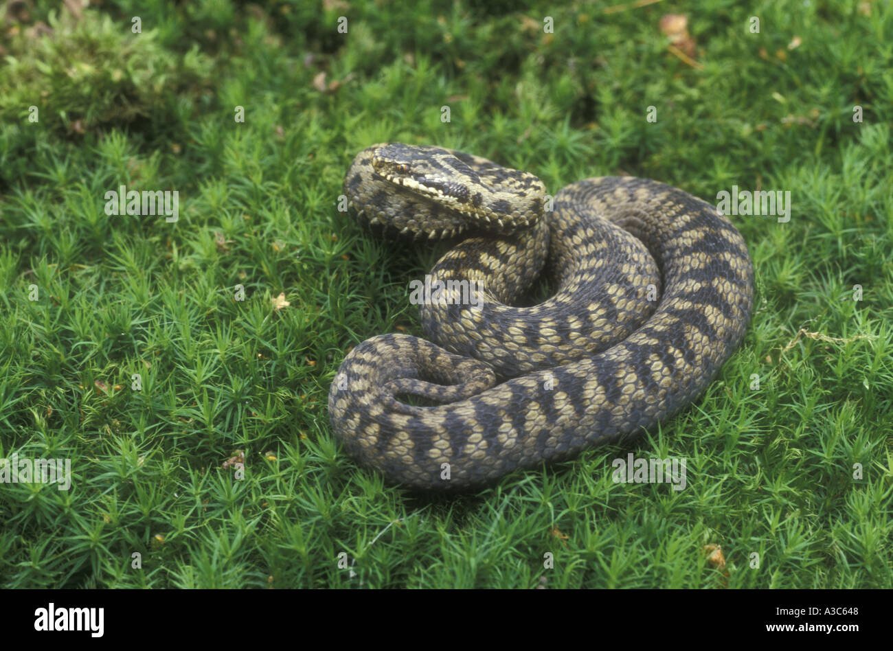 ADDER or VIPER Vipera berus female Stock Photo - Alamy