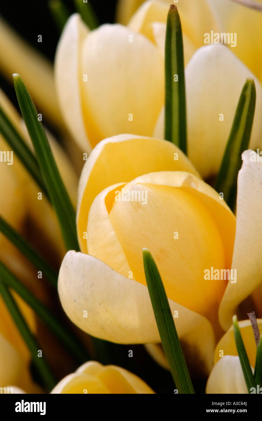 Dutch yellow crocus hi-res stock photography and images - Alamy