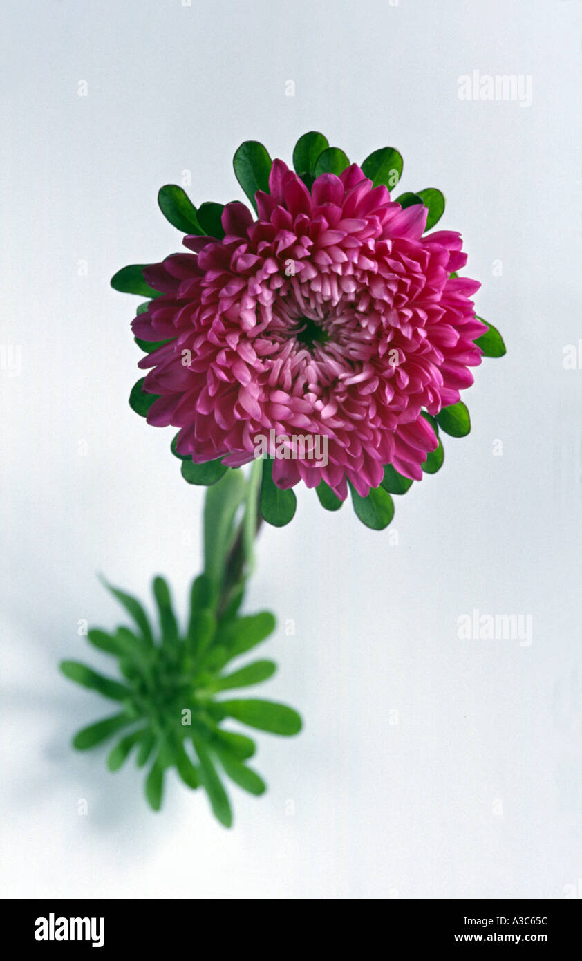 Vivid red flower bright Cut Out Stock Images & Pictures - Alamy
