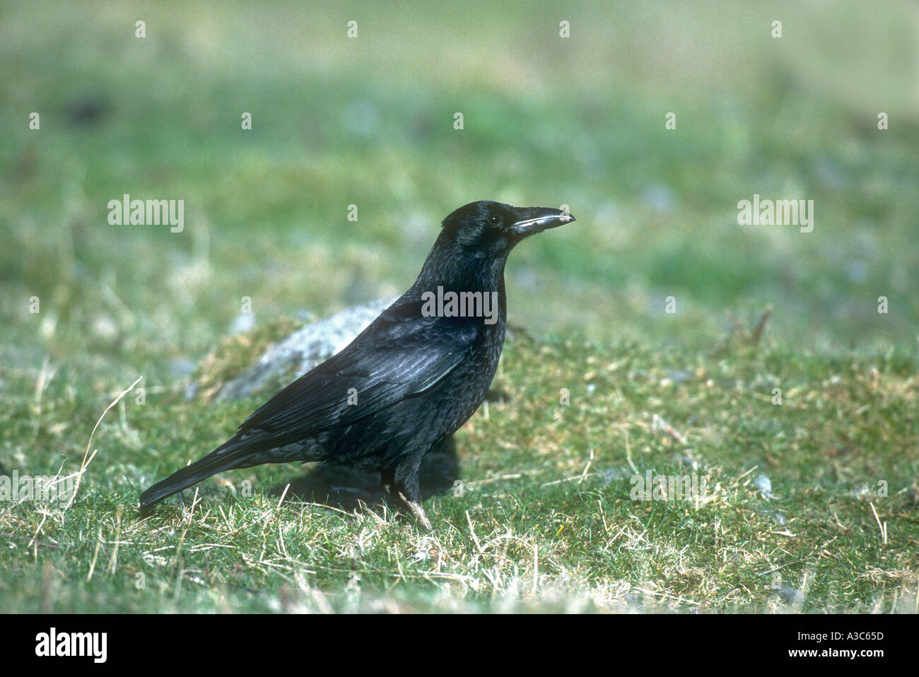CARRION CROW Corvus corone Stock Photo - Alamy