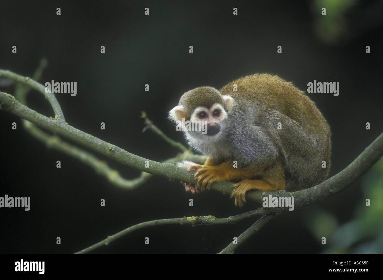 COMMON SQUIRREL MONKEY Saimiri sciureus Stock Photo - Alamy