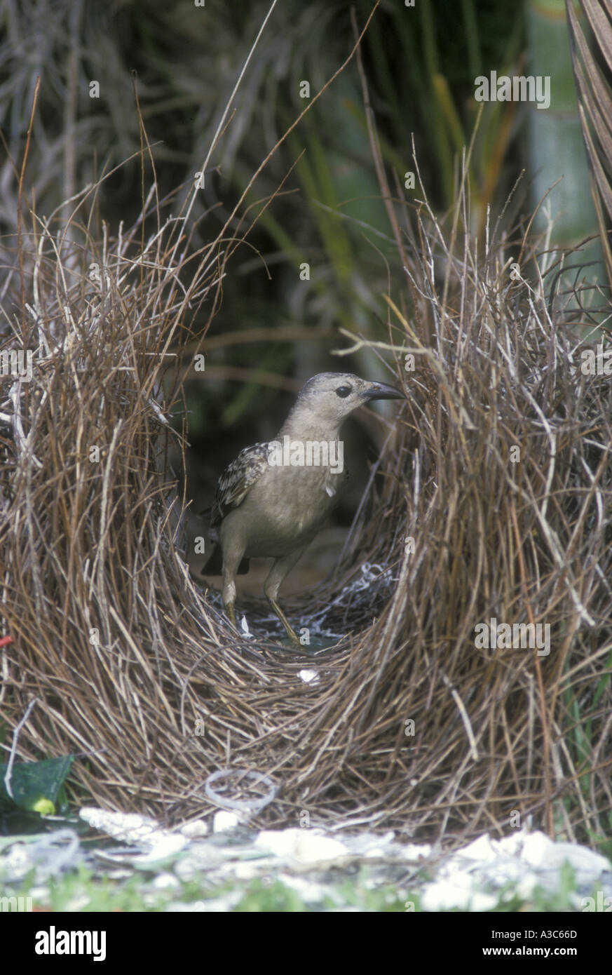 Bower bowerbird display hi-res stock photography and images - Alamy