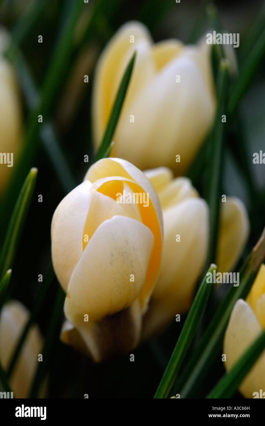 Dutch yellow crocus hi-res stock photography and images - Alamy