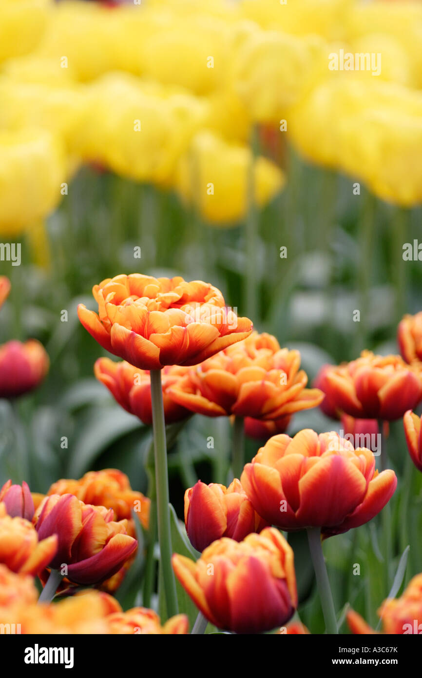 Orange and yellow tulips, taken at Keukenhof in The Netherlands Stock ...