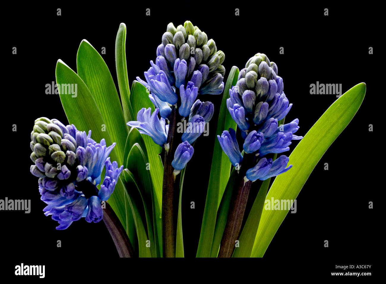Blue Hyacinths on black background Stock Photo - Alamy