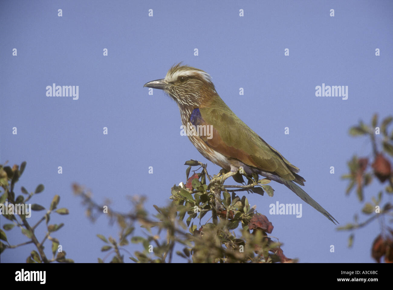 PURPLE ROLLER Eurystomus azureus Stock Photo - Alamy