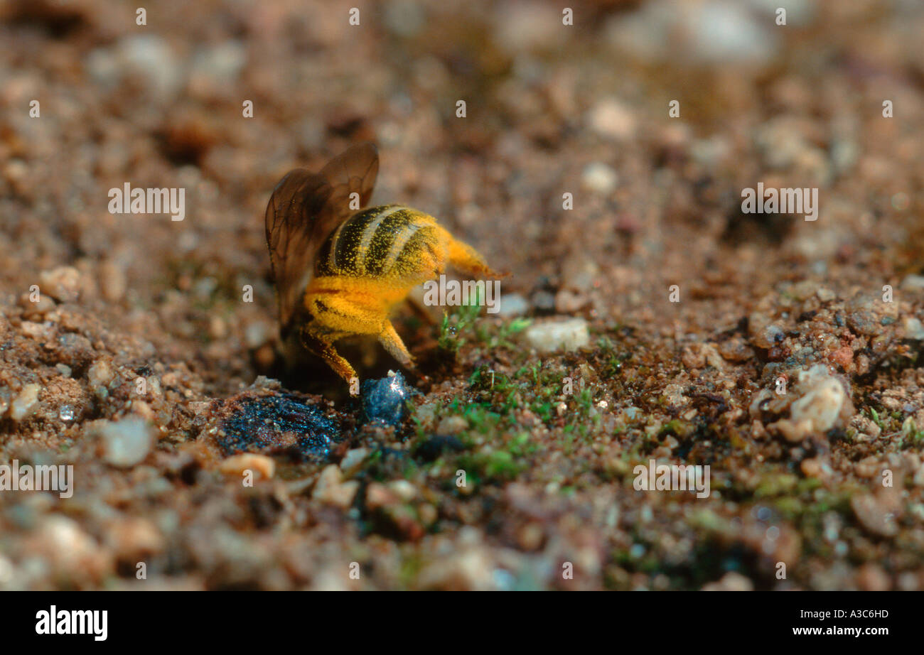 Mining Bee, Andrena sp. Entering at nest on ground full of pollen Stock ...