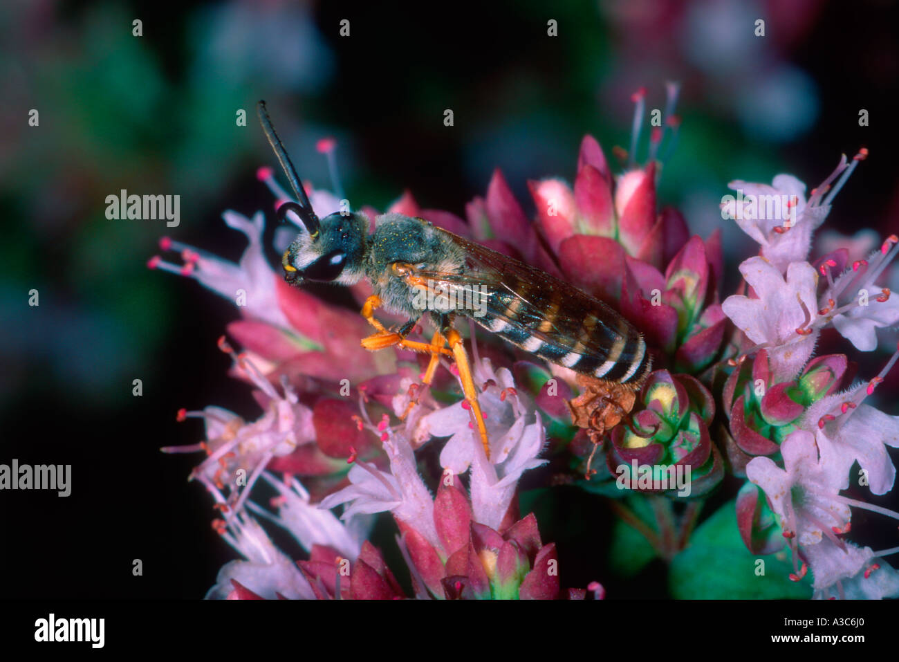 Family halictidae hi-res stock photography and images - Alamy