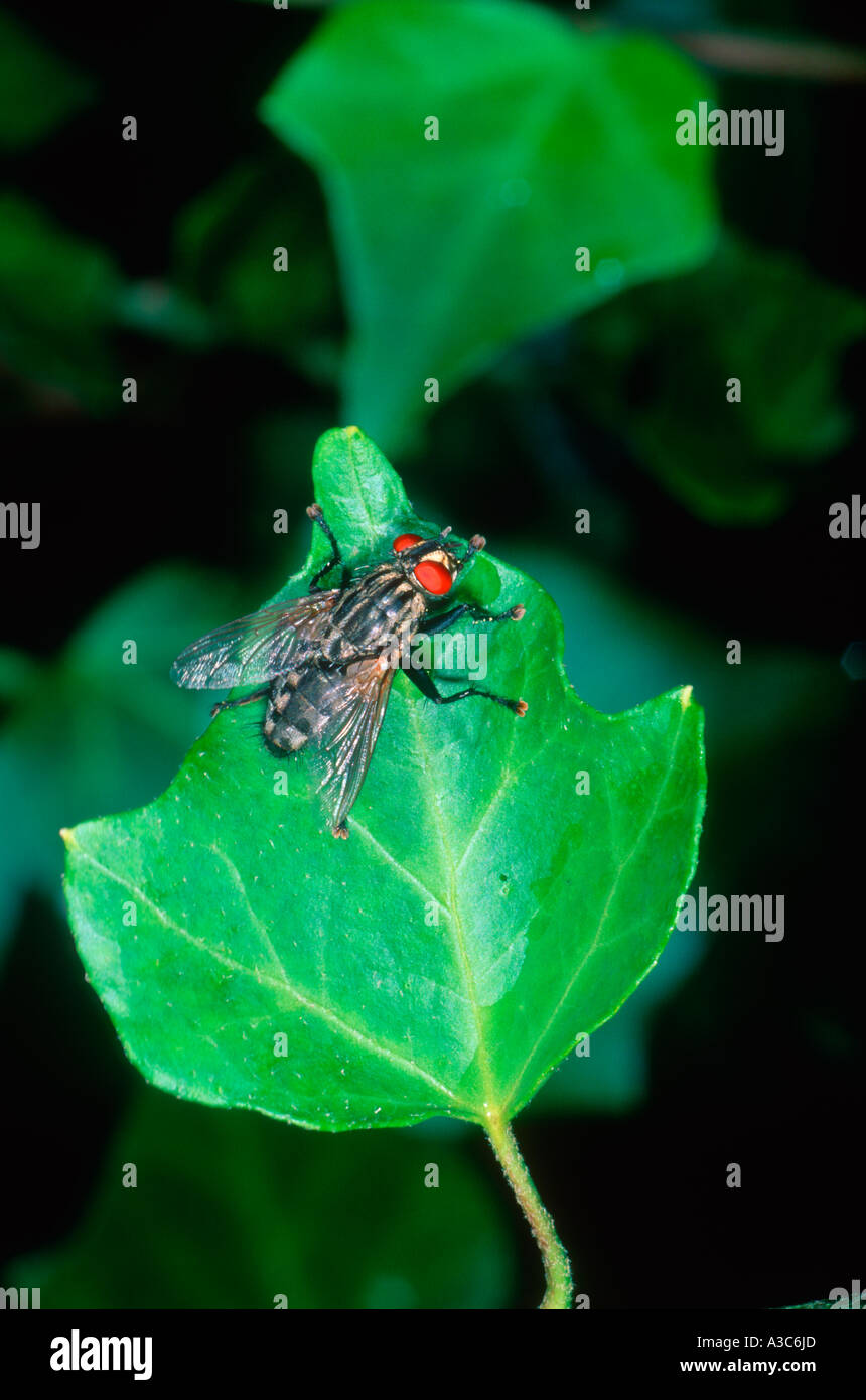 Sarcophaga sp hi-res stock photography and images - Alamy