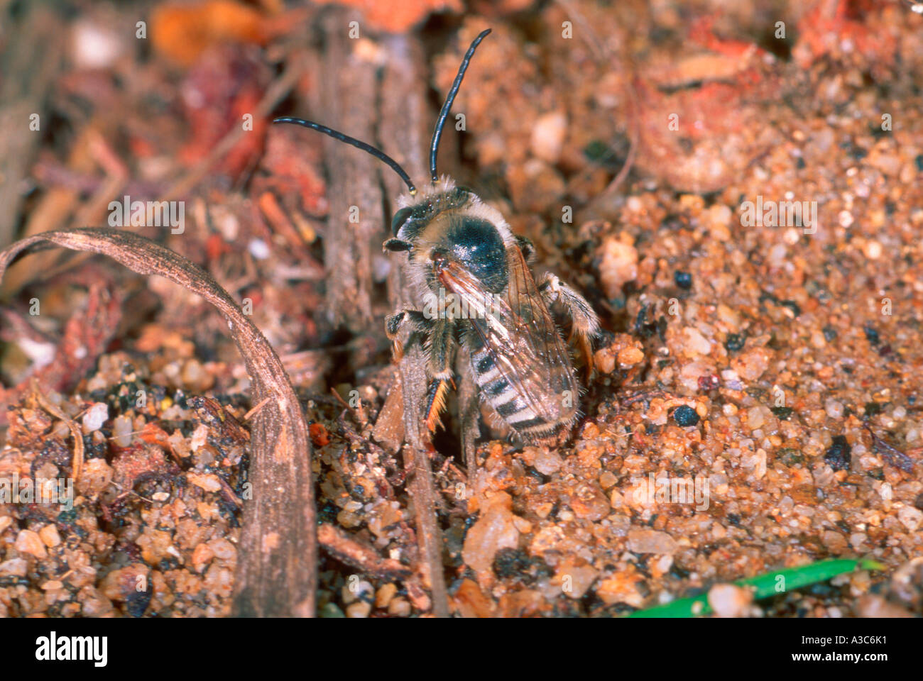 Bee, Halictus sp. On ground Stock Photo - Alamy