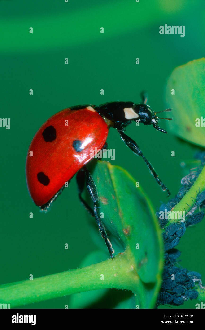 7-spot Ladybird, Coccinella 7-punctata. On Aphid colony Stock Photo - Alamy