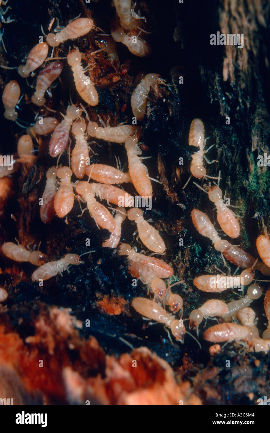 Termites, Reticulitermes lucifugus. Workers. Colony on timber Stock ...