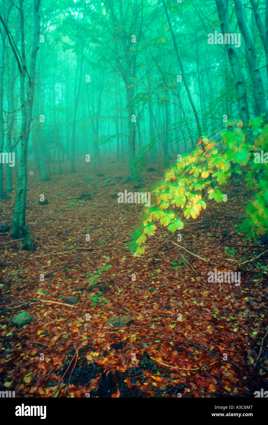 Mist on Beech Trees forest, Fagus sylvatica Stock Photo - Alamy