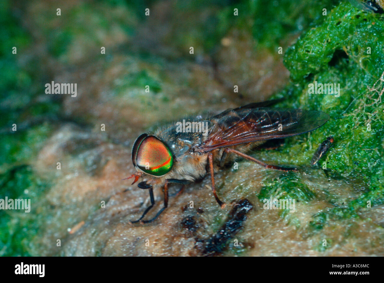 Horse-fly, Family Tabanidae. At rest Stock Photo - Alamy
