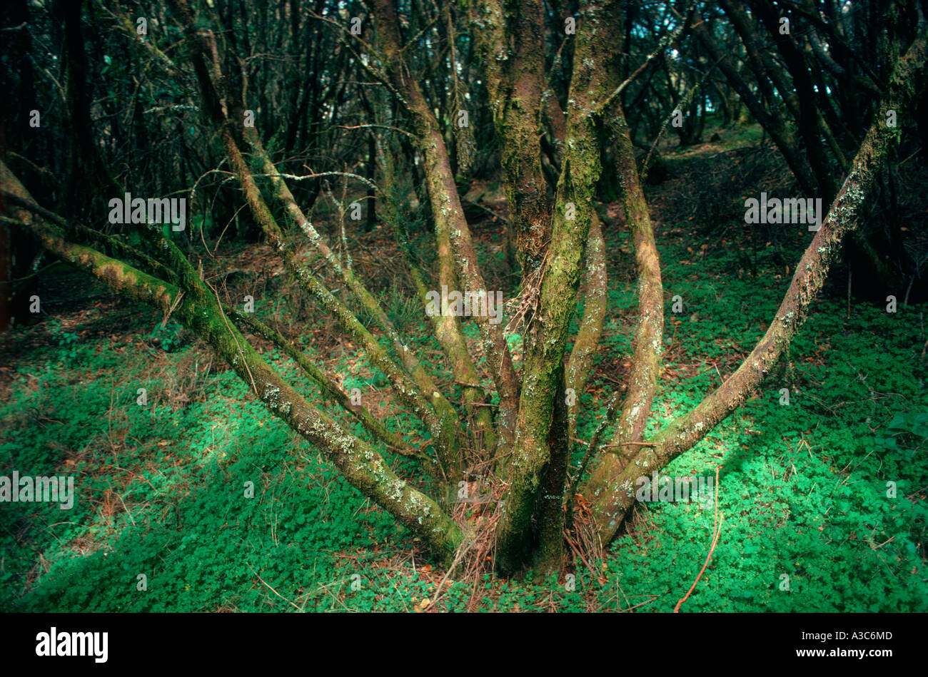 Canary Laurel, Laurus canariensis. Garajonay National Park. Gomera ...