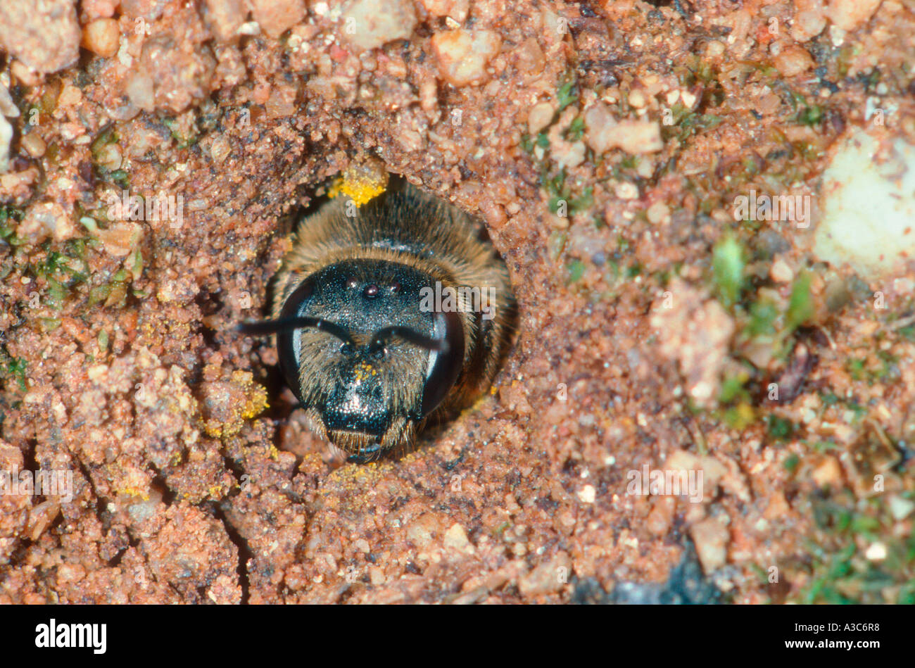 Ground bees hi-res stock photography and images - Alamy