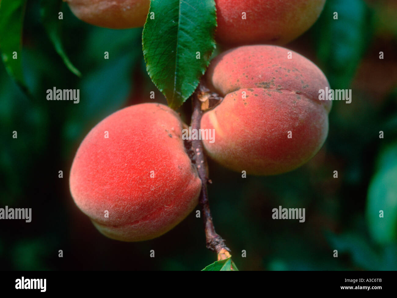 Mature peach fruits on Peach Tree, Prunus persica Stock Photo - Alamy