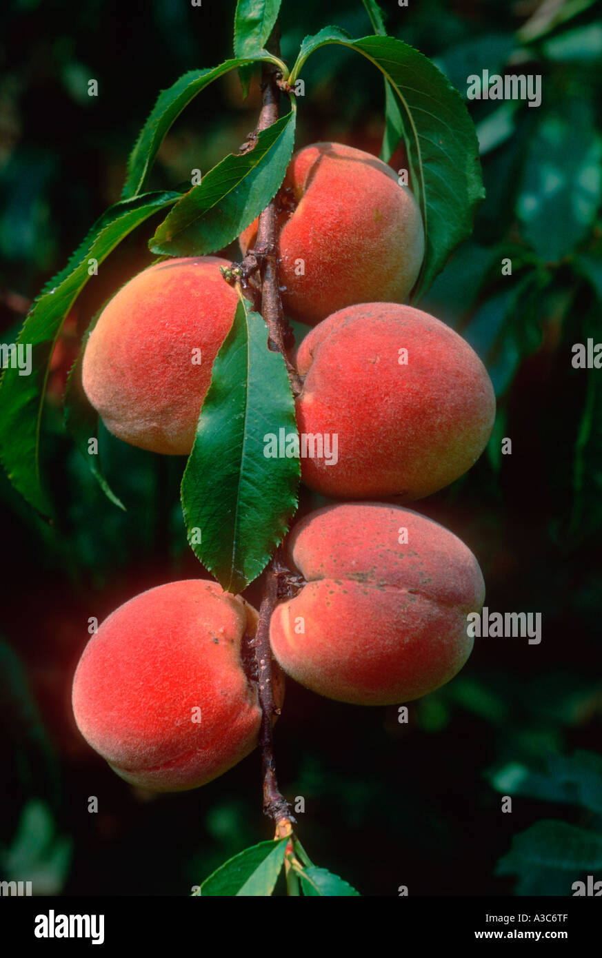 Mature peach fruits on Peach Tree, Prunus persica Stock Photo - Alamy
