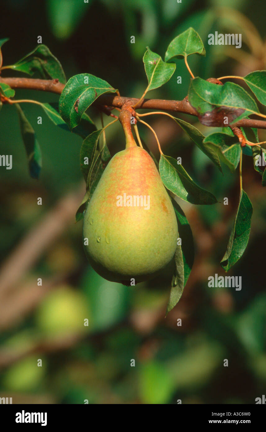 Culture pear pyrus communis hi-res stock photography and images - Alamy