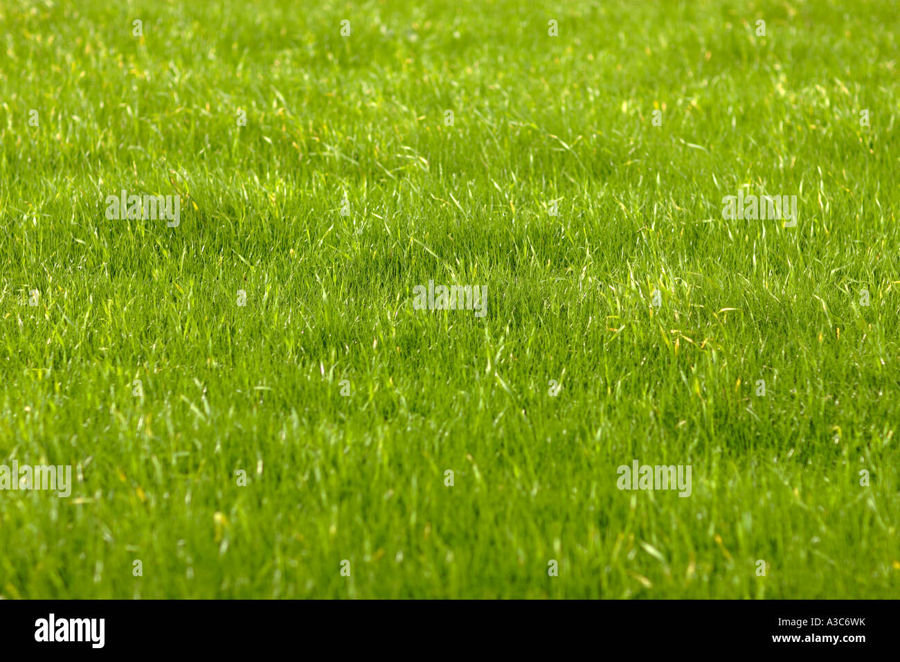Field of grass Stock Photo - Alamy