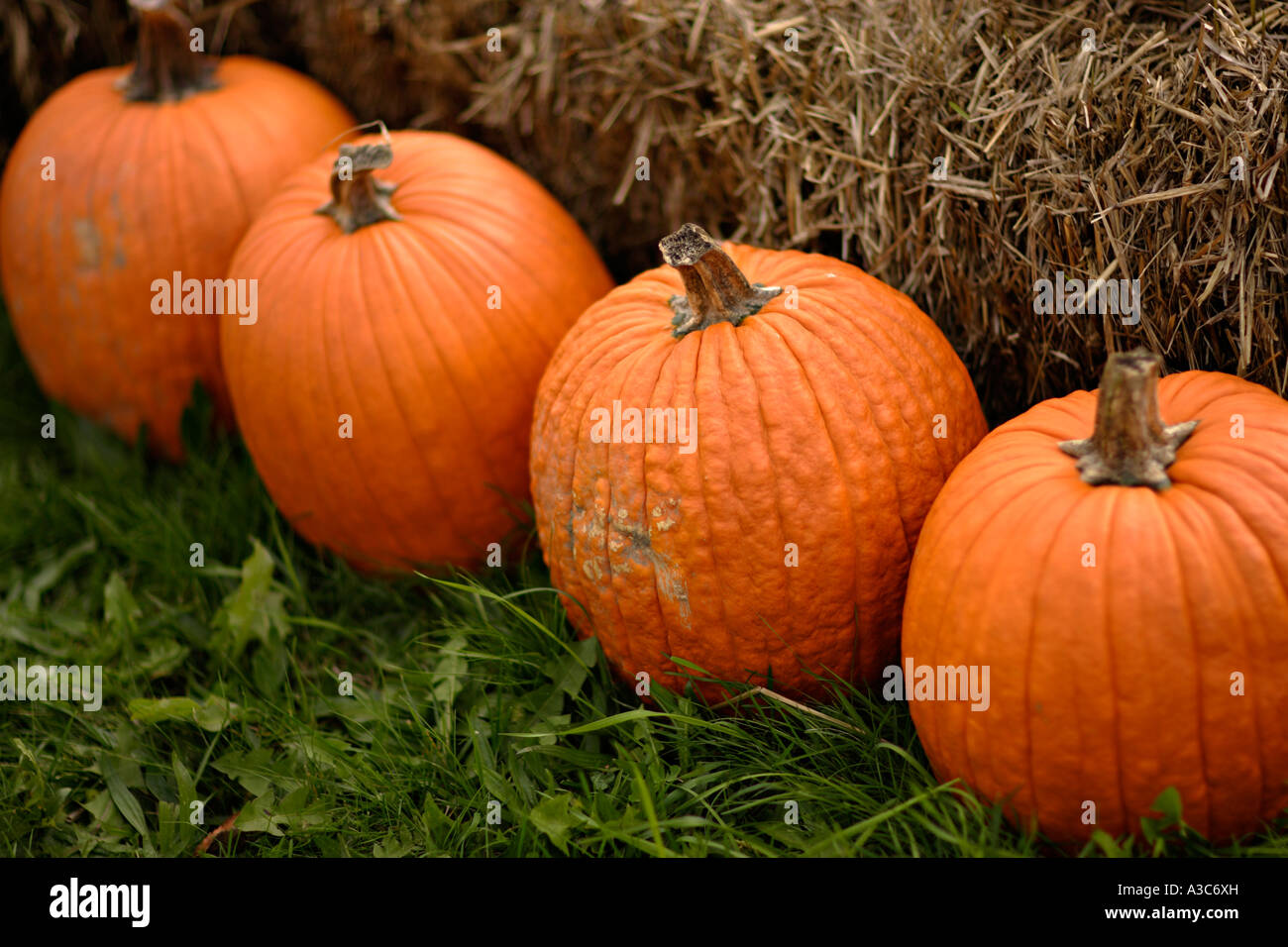 Row of pumpkins Stock Photo - Alamy