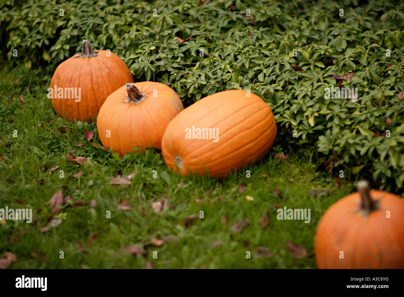 Row of pumpkins Stock Photo - Alamy
