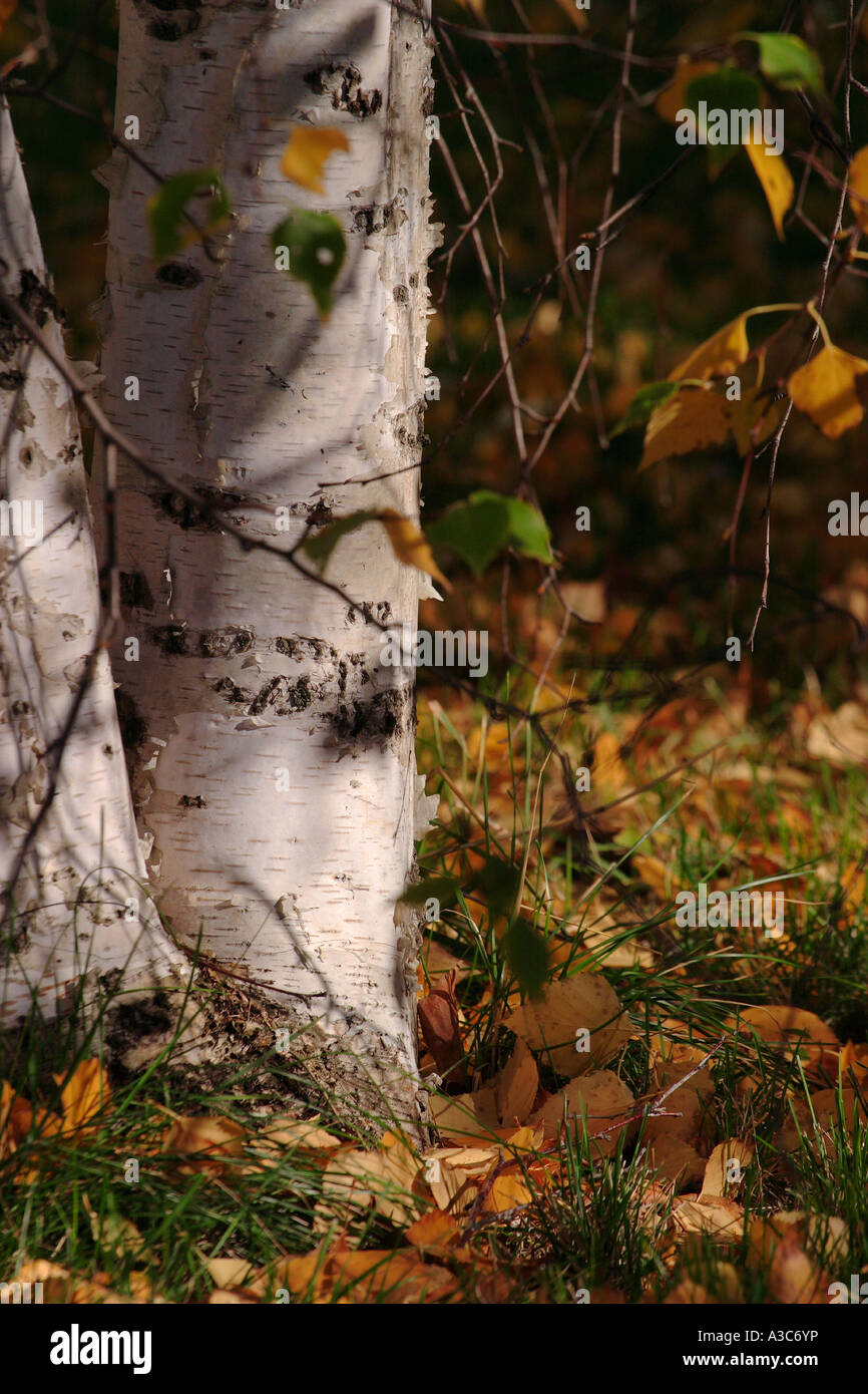 Fall Birch Tree Stock Photo - Alamy