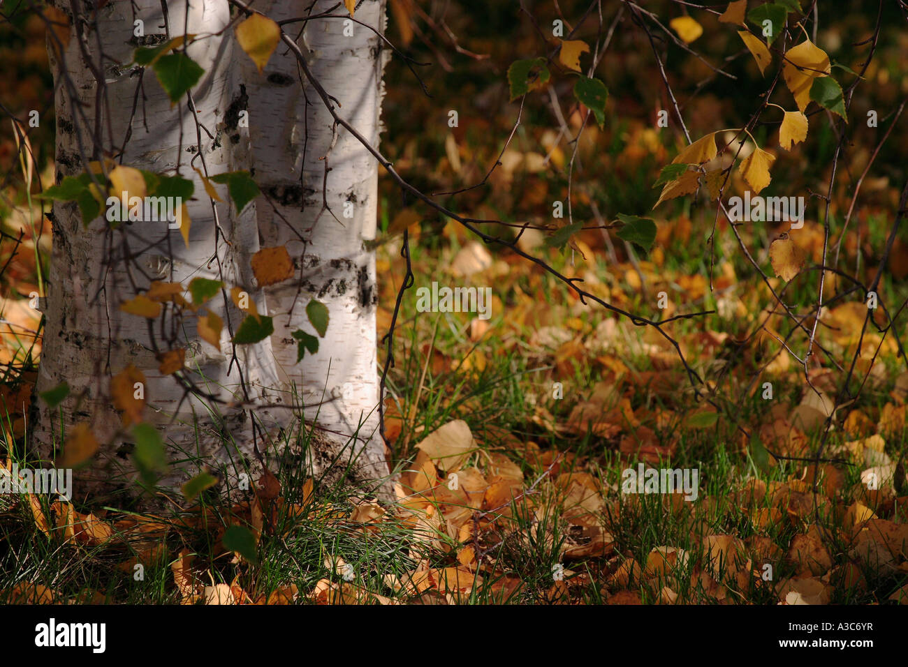 Fall Birch Tree Stock Photo - Alamy