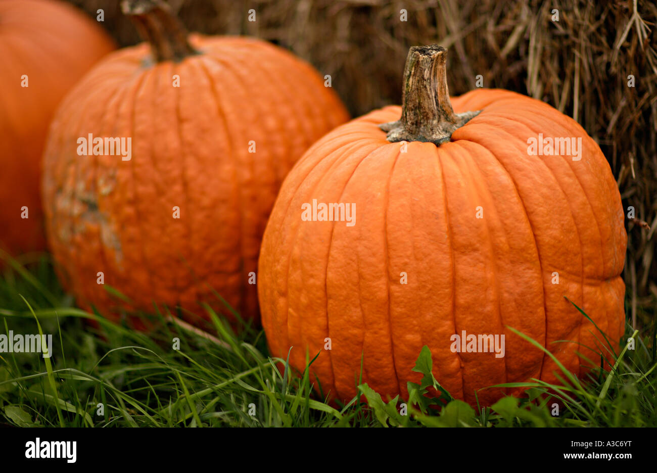 Row of pumpkins Stock Photo - Alamy