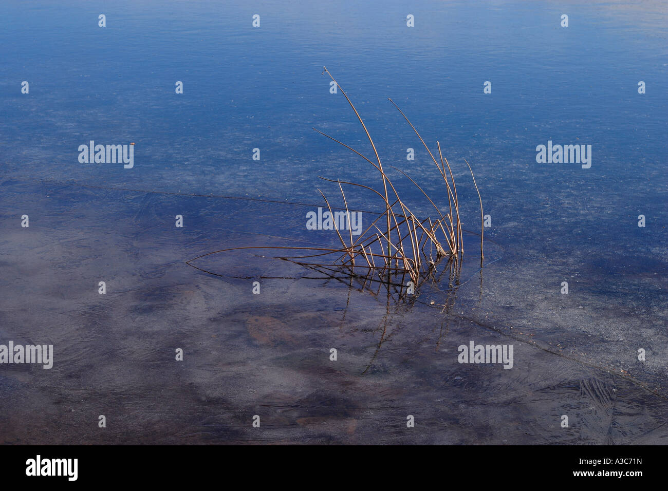 Reeds frozen into new ice Stock Photo - Alamy