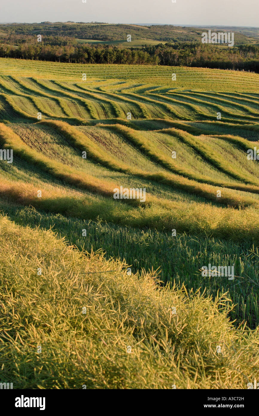 Canola swaths in field Stock Photo - Alamy