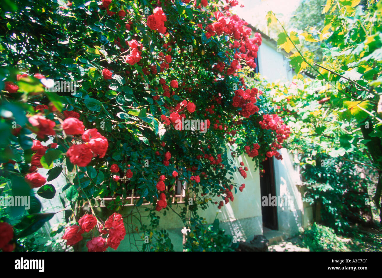 Cultivated Rose plant (Rosa sp.) full of red roses Stock Photo - Alamy