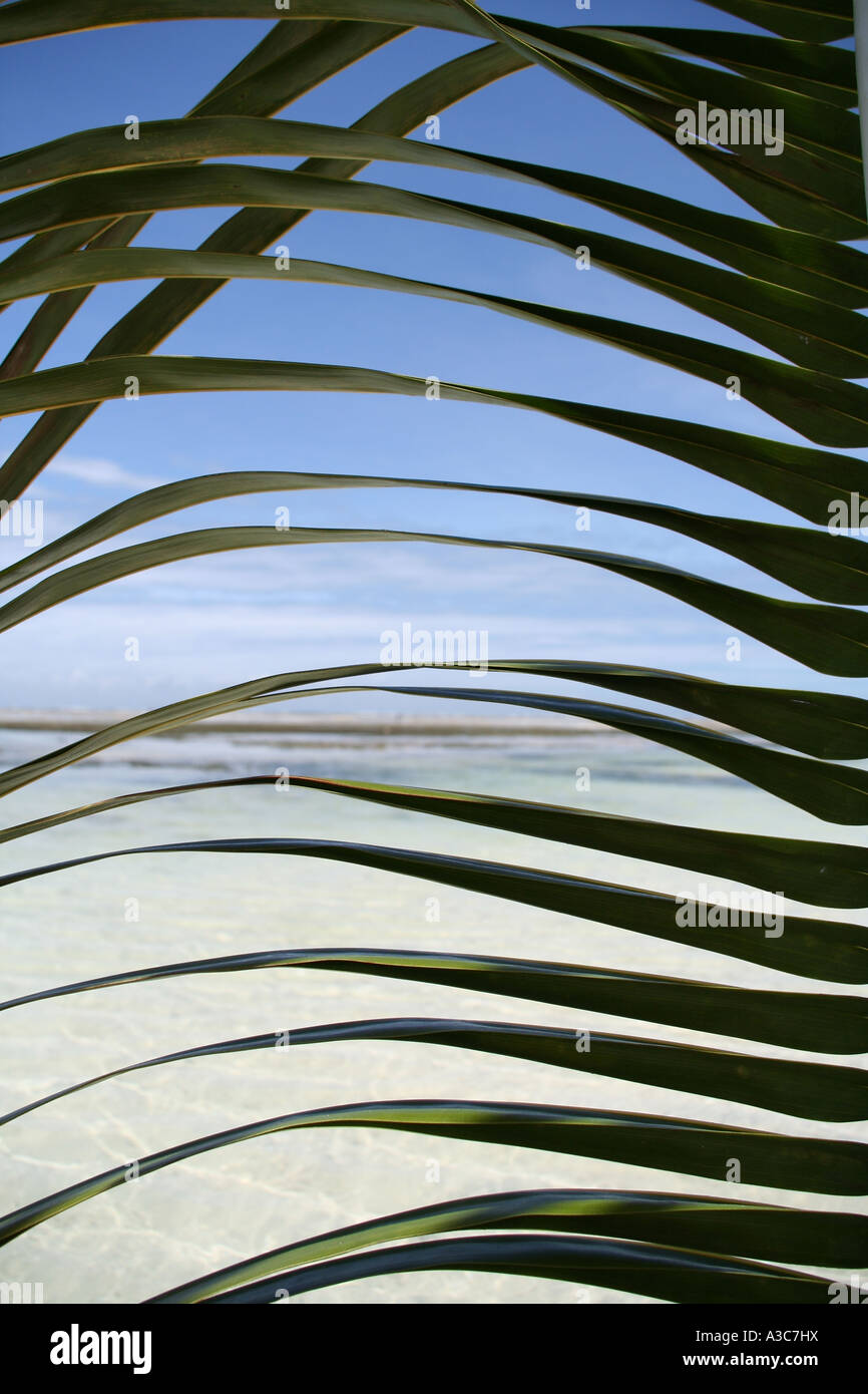 Palm leaves, Zanzibar, Tanzania Stock Photo - Alamy