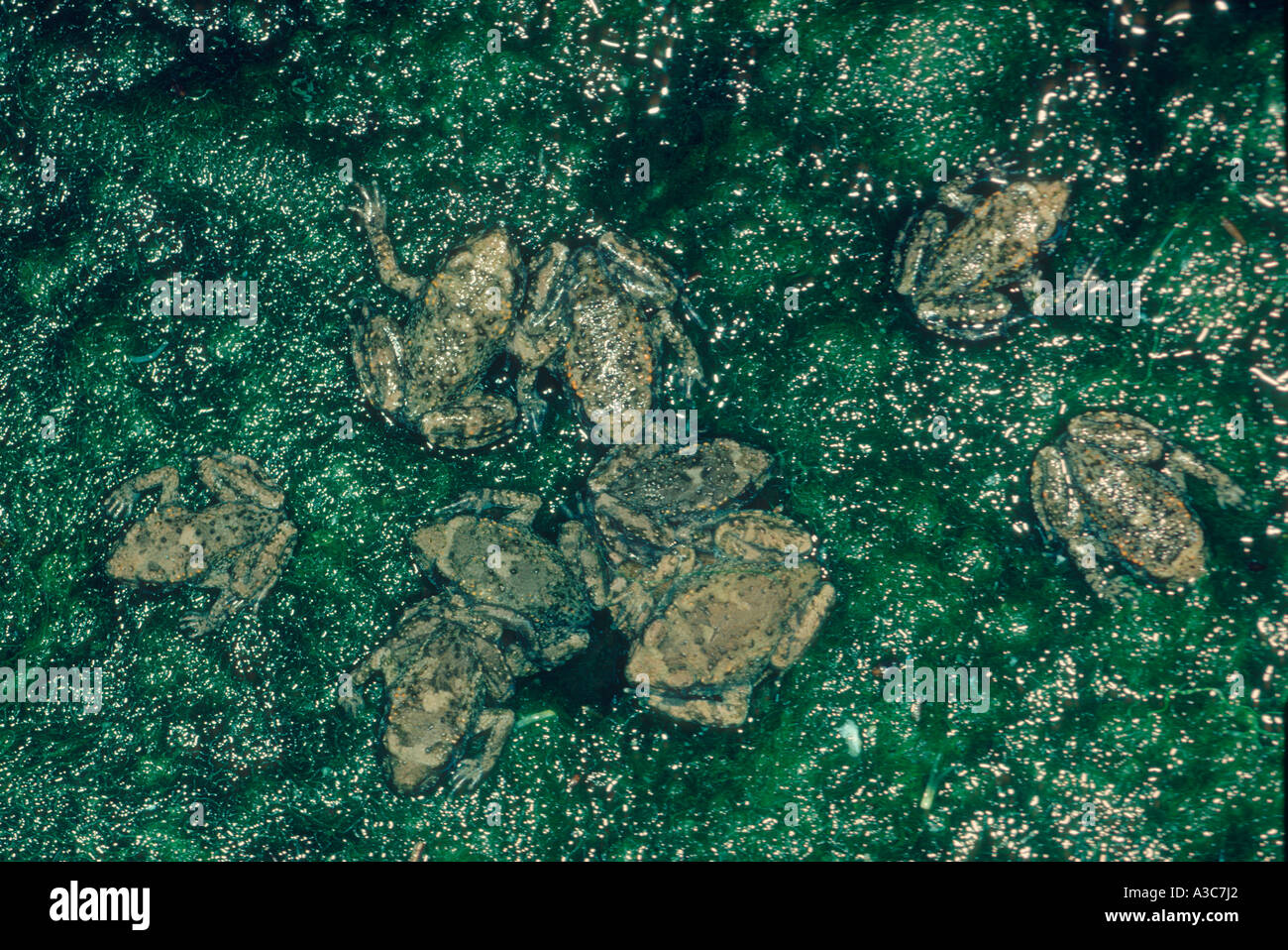 Midwife toads hi-res stock photography and images - Alamy